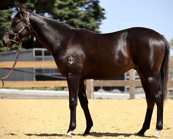 Horse Racing Yearling Sales Victoria - MAKYBE