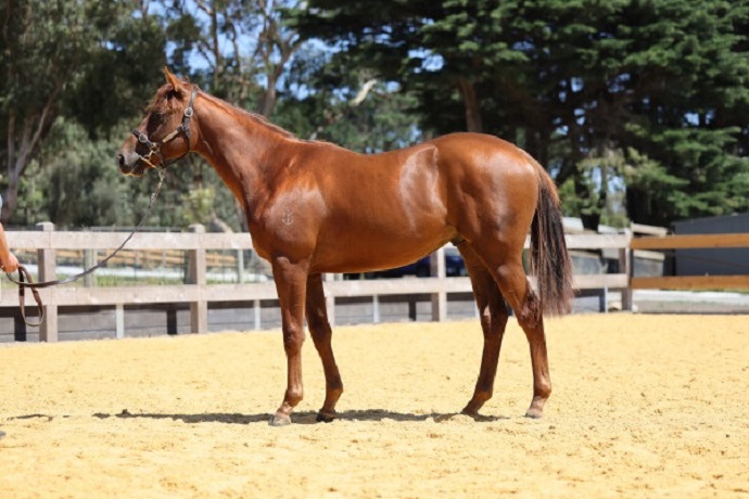 Horse Racing Yearling Sales Victoria - MAKYBE