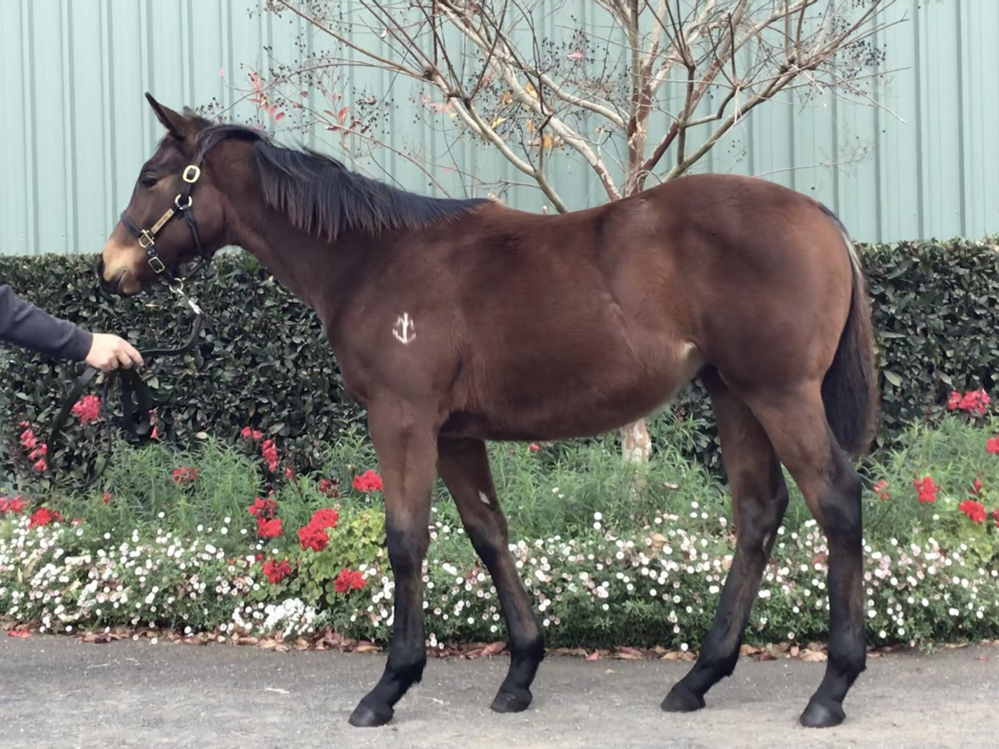 Horse Racing Yearling Sales Victoria - MAKYBE